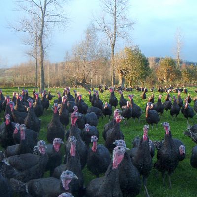 Découvrir les volailles de Licques - Volailles de Licques