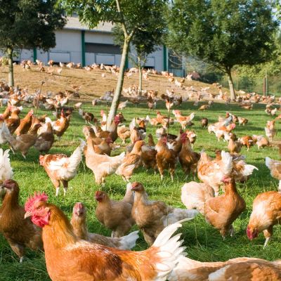 Découvrir les volailles de Licques - Volailles de Licques