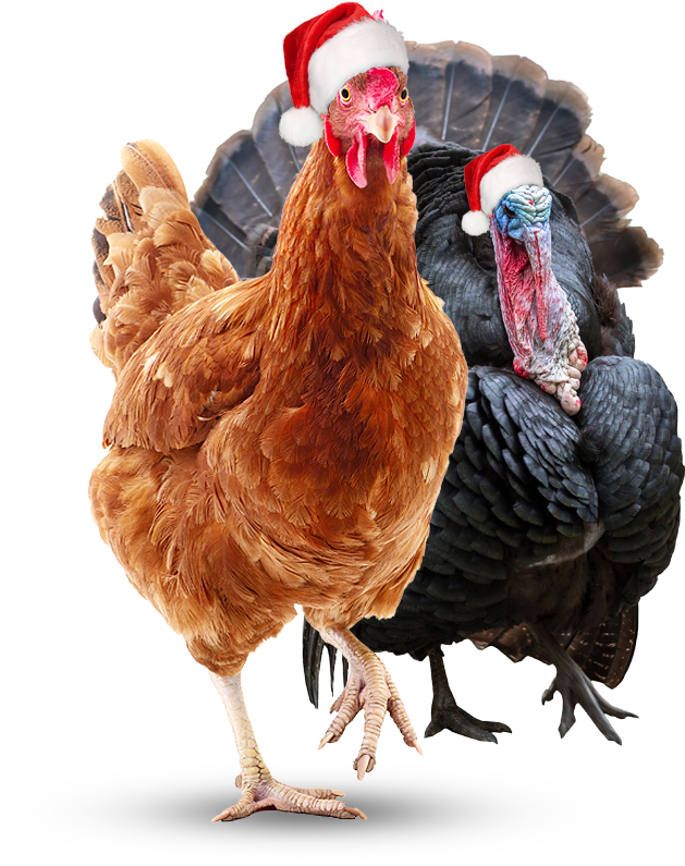 Licques Volailles : poulets élevés en plein air en Hauts-de-France